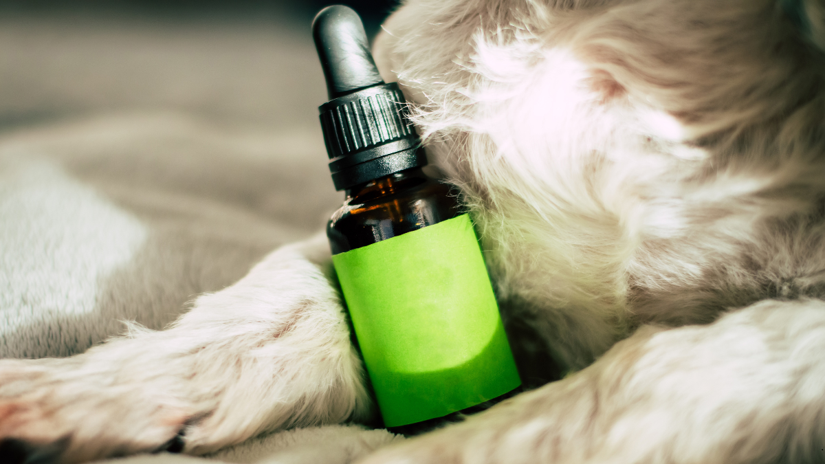 Quels traitements naturels pour améliorer la santé des animaux ...